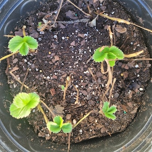 Golden-raspberry-plant-anne-non-gmo-buy-3-get-1 - Etsy