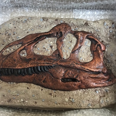Cast Sculpture Dinosaur Fossil Camarasaurus Skeleton - Etsy