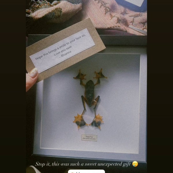Flying Frog (rhacophorus Reinwardtii) Preserved Frog Specimen Framed ...