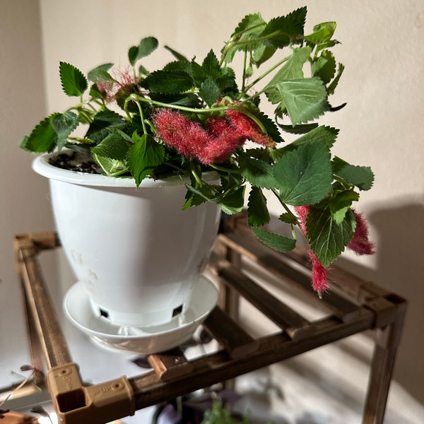 Strawberry Firetails, Also Known as Trailing Chenille Plant - Etsy