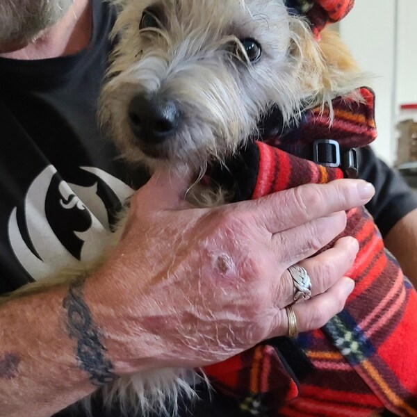 Red Tartan Plaid Fleece Doggy Beret, Dog Beret, Hats for Dogs - Etsy