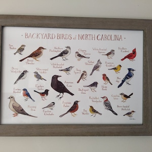 North Carolina Backyard Birds Field Guide Art Print / Watercolor ...