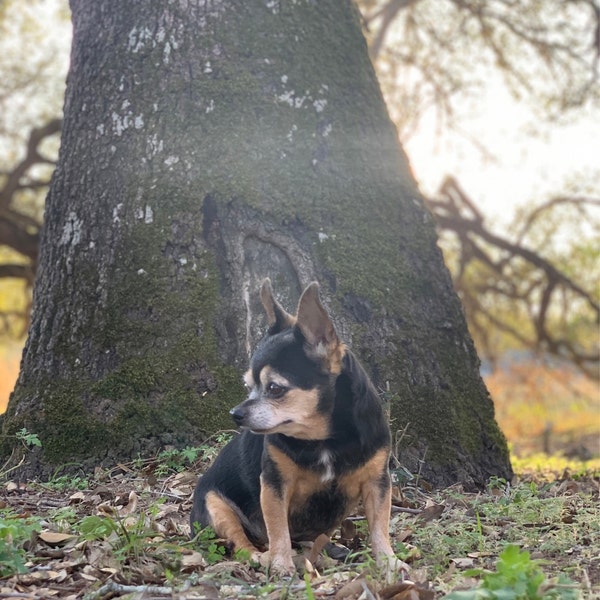 Pet Memorial, Pet Loss, Rainbow Bridge, Pet Sympathy Art, Dog Art ...