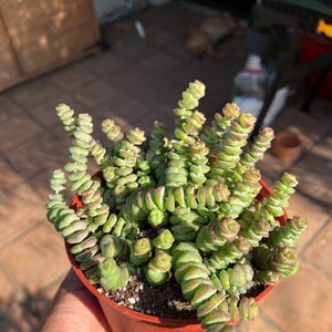 Fire Stick Cactus 6 Inch Sticks on Fire Cactus Tirucalli Live Cacti ...