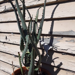 Aloe Divaricata Aloe Diablo Devils Aloe Succulent Cactus - Etsy Ireland