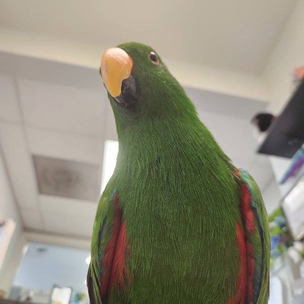 Freeze Dried Mixed Nuts Battered Banana Slices 2.5 Oz - Etsy