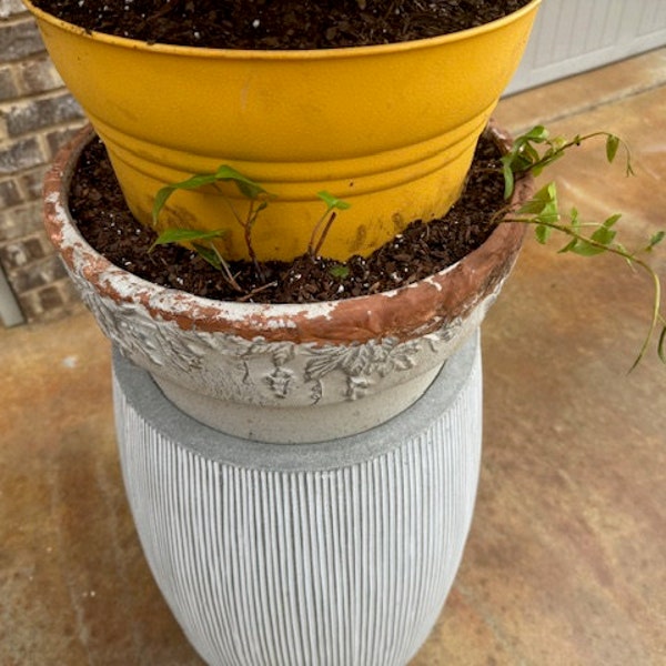 Vetiver LIVE PLANT Vetiver Zizanioides Ayurvedic Plant 4 Pot - Etsy