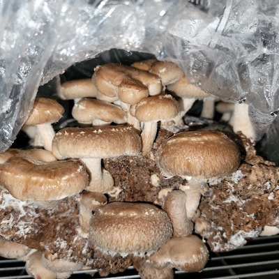 Shiitake Mushroom Growing Kit FREE SHIPPING - Etsy