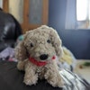Crochet Cockapoo Pattern: Amigurumi Dog Tutorial (PDF Download) - Etsy UK