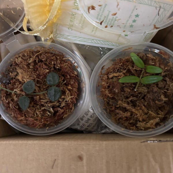 Hoya Sp. Borneo UNROOTED Cutting Rare Hoya - Etsy