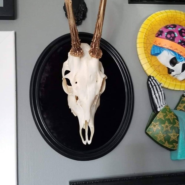 Glass Coffin Shelf Display - Etsy