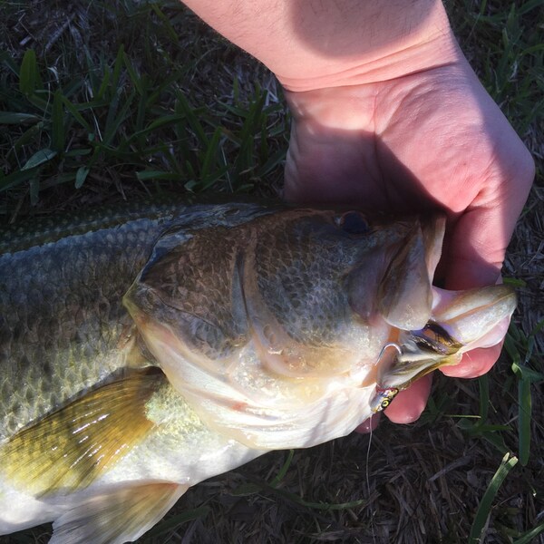 BLUEWATER FLY HEAD -- Fish Head for Fly or Spin Rod Fishing Lures by ...