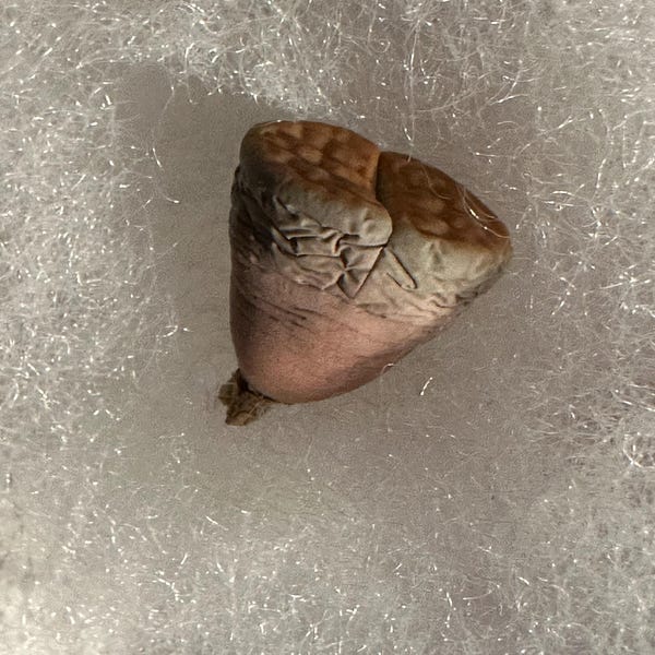 Live Plant Lithops Pseudotruncatella C244/white Plant/0.5 - Etsy