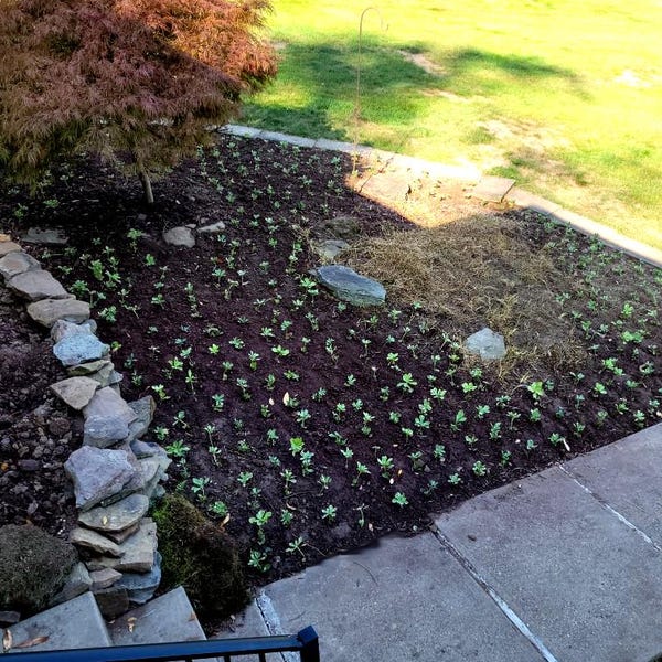 Vinca - Creeping Myrtle - 3.5" Potted Plant - Etsy