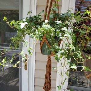 4 Inch Live Potted light Pink Kalanchoe Calandiva Double Blooms-rare ...