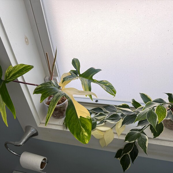 Scindapsus Salamount; Variegated Scindapsus Pictus Dark Cloud Salamount ...