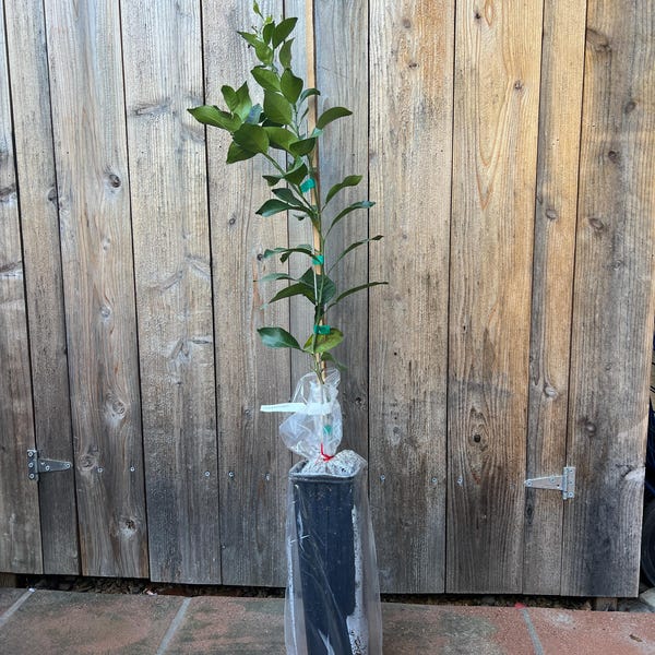 Australian Red Pulp Finger Lime Tree Please Read Description* - Etsy