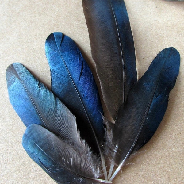 Small Blue Magpie Feathers ethically Sourced CHECK MY DESCRIPTION ...