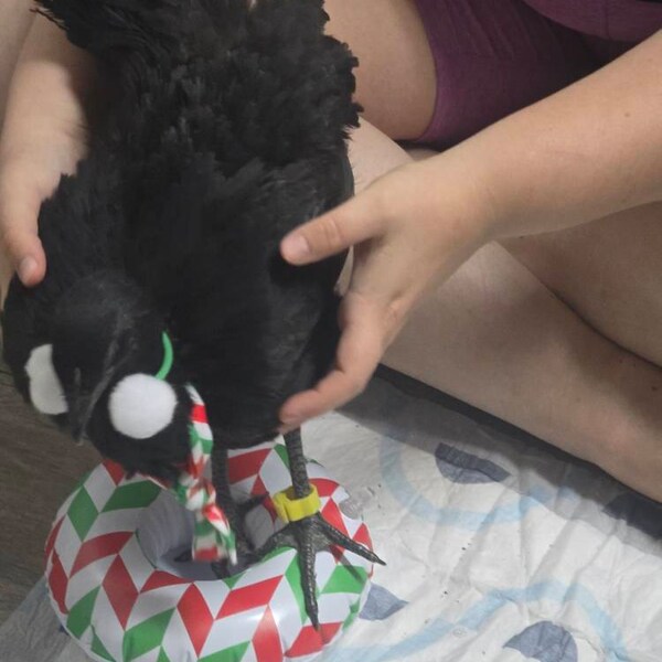 Scarecrow Costume for Chickens - Etsy