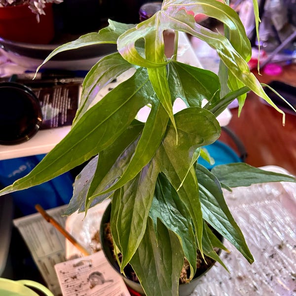 Mican Philodendron Velvet Leaf Philo Indoor & Outdoor Live Tropical ...