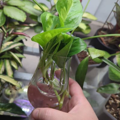 Tonkin Cane Tea Stick Bamboo Pseudosasa Amabilis Fish Pole Root RHIZOME ...