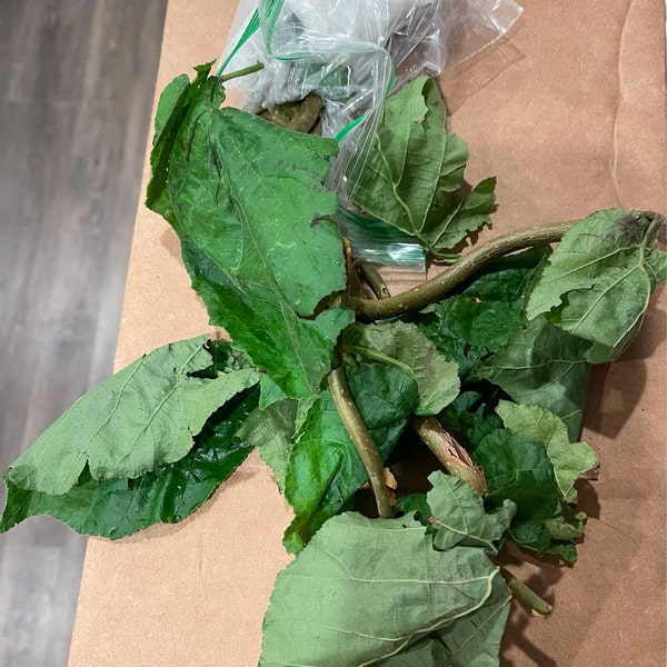 2 Ann's Contorted Filbert Tree Cuttings: Harry Lauder's Walking Stick ...