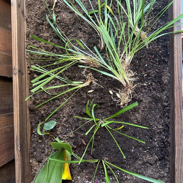 9 Liriope Plants: Lily Turf Monkey Grass, Easy Grow Perennial ...