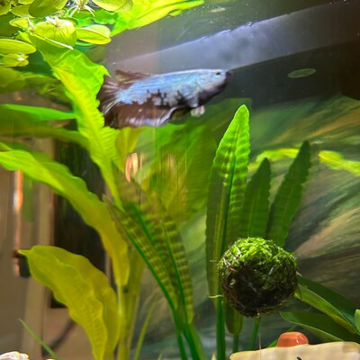 Floating Java Moss With Plant Anchor Live Aquarium Plant Terrarium ...