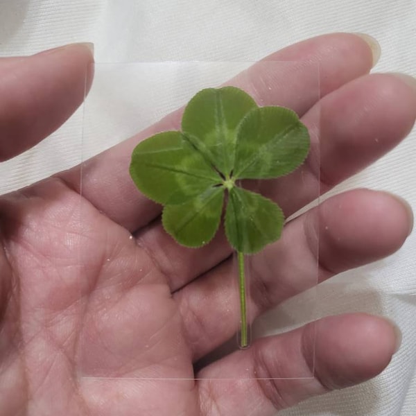 Real Four Leaf Clover LAMINATED 4 Leaf Clover Lucky Charm Scrap Booking ...
