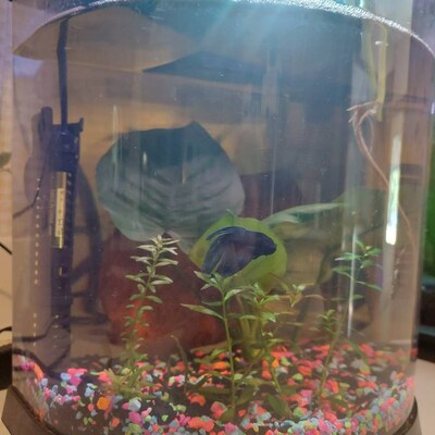 3.5 4 Mini Cuttlebone Cuttlefish Bone Cuttle Fish Bird - Etsy