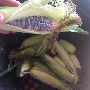 Baby Blue Jade Corn, 20 Rare Seeds, Non GMO, Dwarf Heirloom, Miniature ...