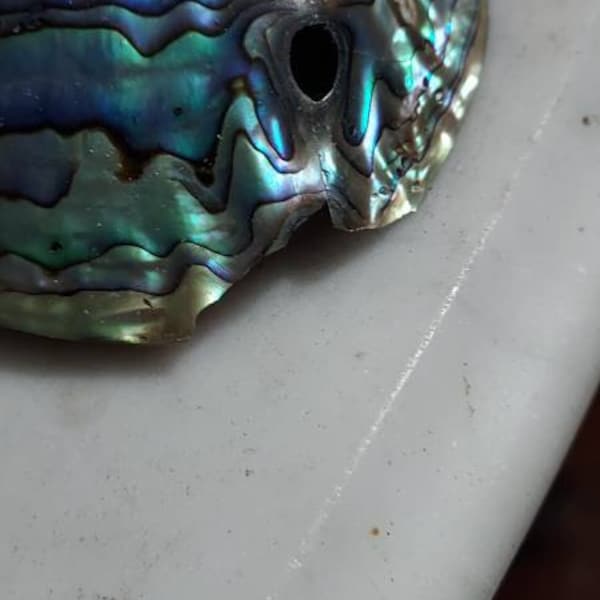 AAA LARGE Natural Conch Shells Decorate,17-20cm Large Natural Conch ...