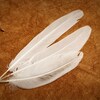 16 Canadian Goose Wing Feathers --great for Making Fishing Lures (10 ...