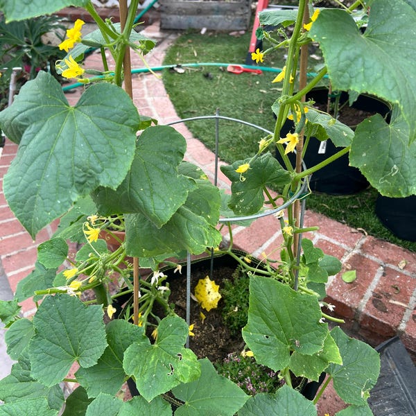 10 Heirloom Japanese Black Futsu Squash Seeds - Unique ! Fall ! Asian ...