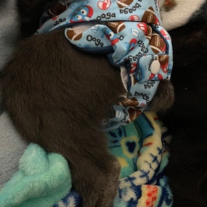 Guinea Pig Cavy Diaper With Bib / Collar Waterproof Designed - Etsy