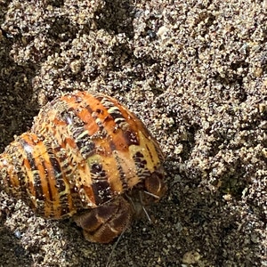 Fulgoraria Rupestris Volute Voluta Shell 4-1/2 - Etsy