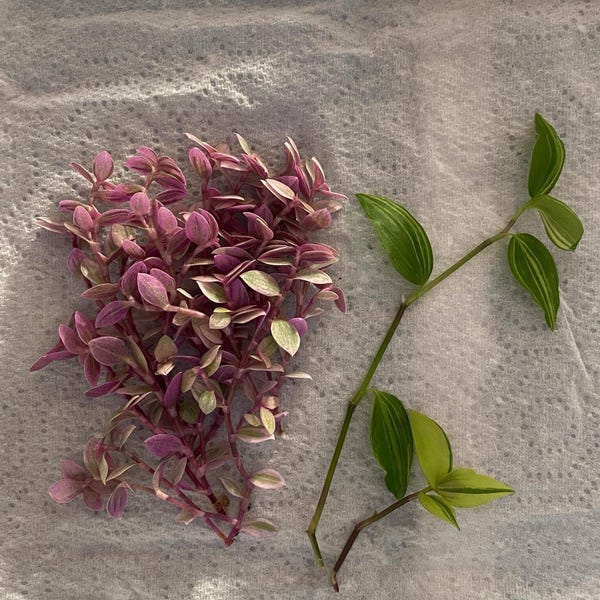 1x Rare Cutting Sillamontana Variegata Tradescantia - Etsy UK