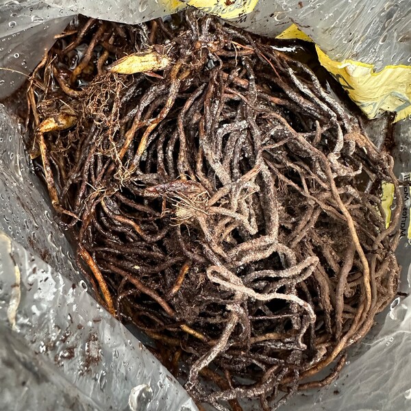 12 Lily of the Valley Root Systems, Convallaria Majalis, Bell Shaped ...