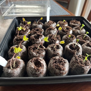 Zinnia Seeds Pepito Mix dwarf 264 - Etsy