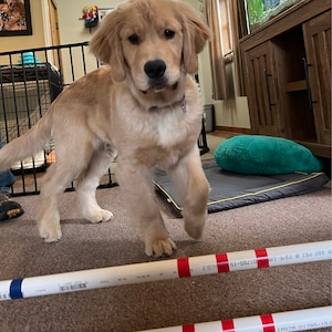 Dog Agility Equipment Construction Instruction Booklet - Etsy