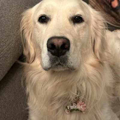 Matching Dog Tags and Keychain Custom Dog Tag Resin Dog Tag Glitter ...