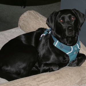 Modified Hoxsey With or Without Boneset - Etsy