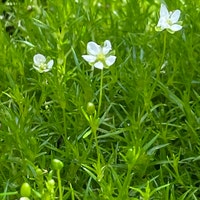Tumbling Ted SOAPWORT SAPONARIA OCYMOIDES 700 Seeds - Etsy UK