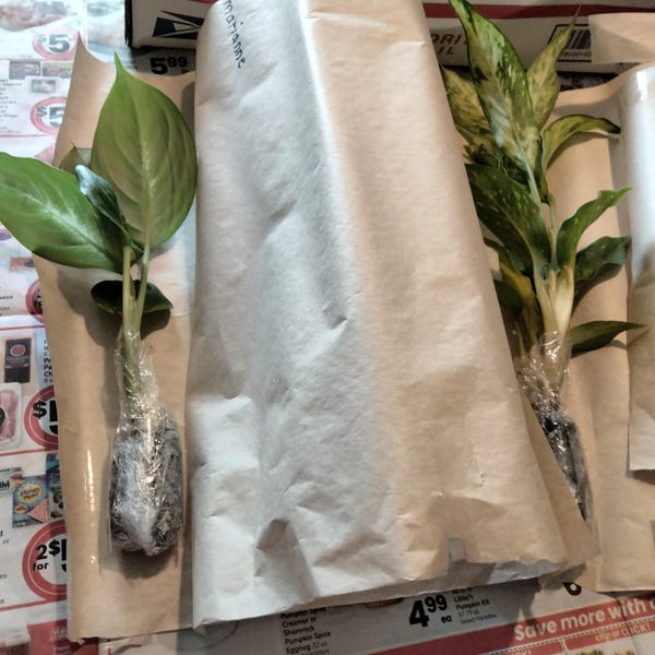 Alocasia Hilo Beauty Starter Plant. Please Note All Starter Plants ...