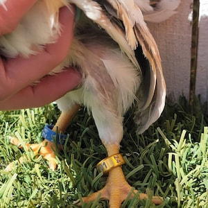 THE MOVER: Portable Parrot Bird Perch W/ Cups for Cockatiels, Conures ...