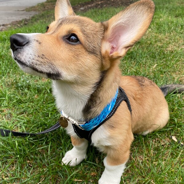 Autumn Fern Dog Bandana Reversible Snap on Dog Bandana, Handmade in ...