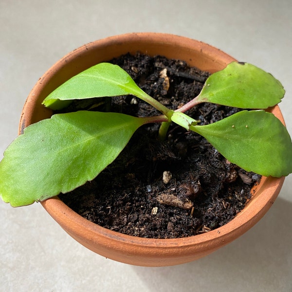 Wildcrafted Jamaican Cerasee (momordica Charantia) | Bitter Melon Dried ...