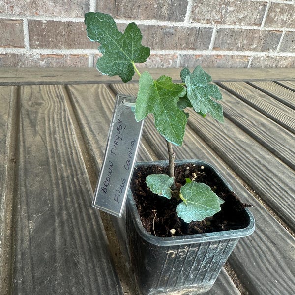 Brown Turkey Fig Tree – Cold-hardy & Productive | One Live Plant ...
