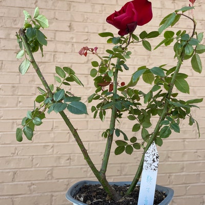 Rare New Rose. Red Juicy Terrazza. 红果汁flower Machine. Continue Blooming ...