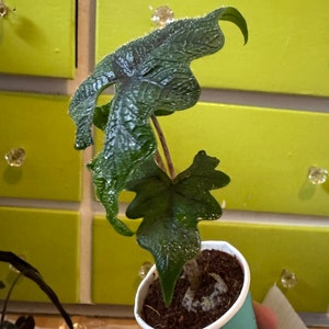 Alocasia Jacklyn rare Plant : Indoor Plants Easy Care Houseplant ...